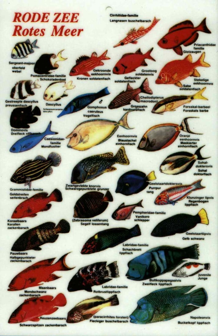 Rode Tropische Vis Pssopp Aquarium Kunstvissen Onderwater Drijvende